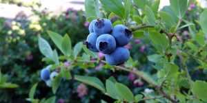 Agricoltura biologica e marchio bio