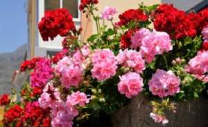 Come curare i gerani: 5 regole importanti - Idee Green