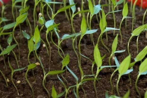 Terreno, qual è il più fertile? - Idee Green