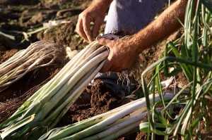 Come coltivare il porro