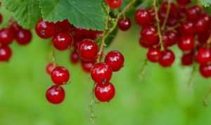 Come coltivare il ribes