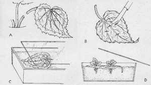Propagazione per talea: metodi e periodi