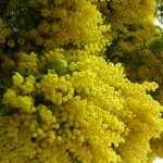 Pianta ornamentale da giardino, la mimosa - Idee Green