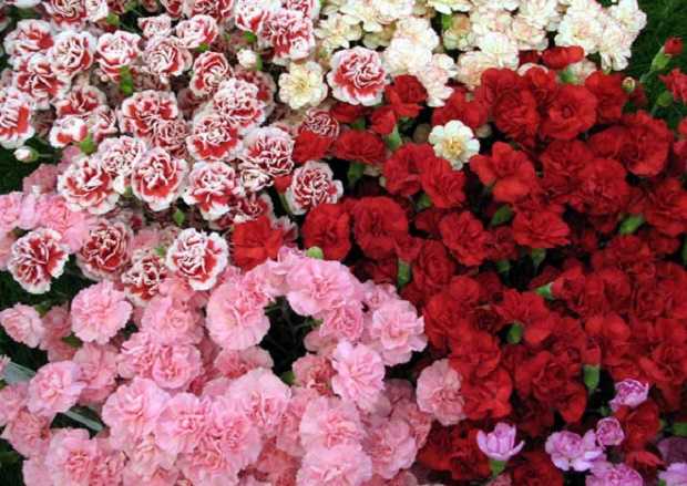 Come coltivare i garofani - Idee Green