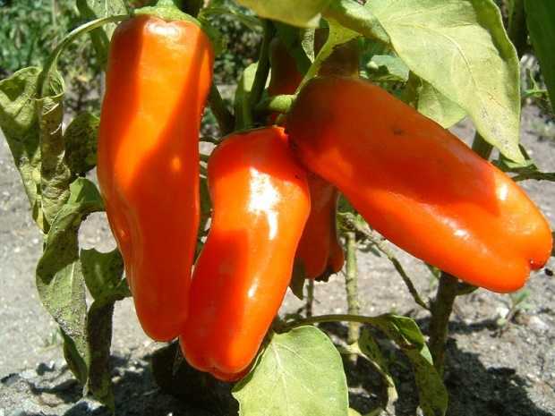Come coltivare i peperoni - Idee Green