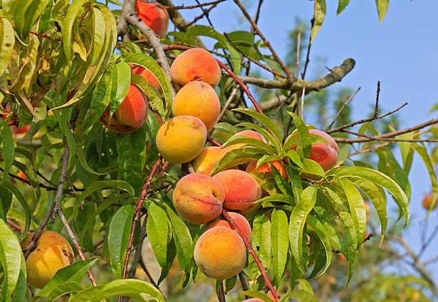 Ecco il frutteto urbano