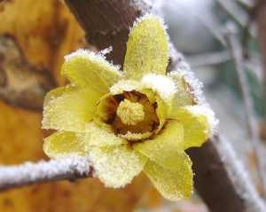 Calicanto, prospera in estate e fiorisce in inverno