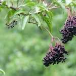 Sambuco, proprietà e ricette - Idee Green