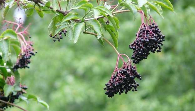 Sambuco, proprietà e ricette - Idee Green