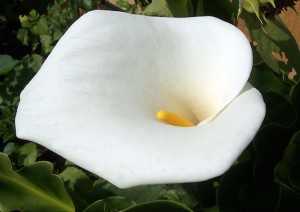 Coltivazione della calla, varietà bianca e colorata