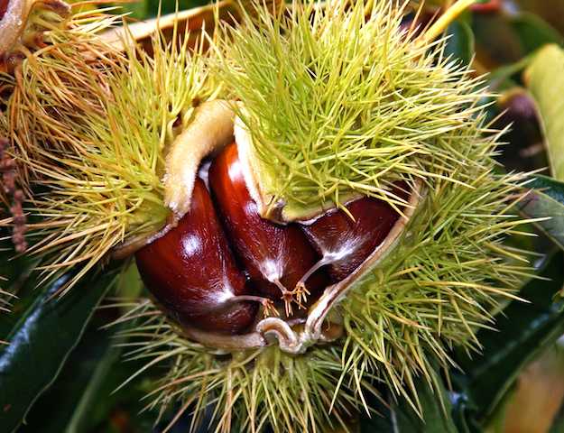 Castagne, proprietà e informazioni - Idee Green