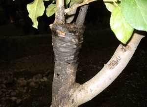 Tecniche di innesti, elenco e istruzioni