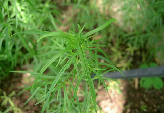 Le proprietà del Dragoncello