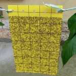 Trappole cromotropiche per la lotta biologica - Idee Green