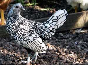 Razze di galline ornamentali