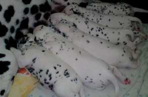 Dalmata: carattere e prezzo