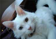 Tutte le razze di gatti