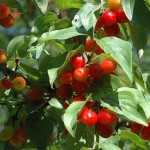 Corniolo, proprietà e rimedi naturali - Idee Green