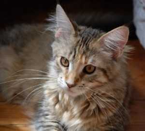 Gatto Maine Coon: carattere, comportamento, cura e prezzi - Idee Green