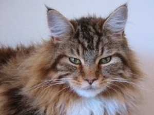 Gatto Maine Coon: carattere, comportamento, cura e prezzi - Idee Green