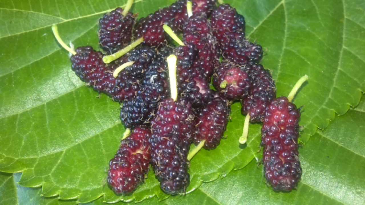 Quando Piantare Il Gelso | Casa Loving