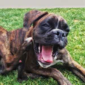 Boxer tigrato: carattere, cure, allevamento e prezzo - Idee Green