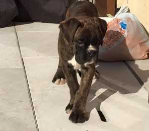 Boxer tigrato: carattere, cure, allevamento e prezzo - Idee Green