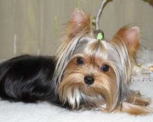 Cani piccolissimi, quasi portatili