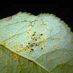 Ruggine delle rose, come combatterla - Idee Green