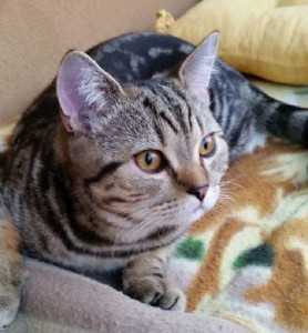 Gatto British Shorthair: carattere e prezzo