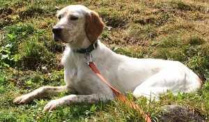 Setter inglese: carattere e prezzo