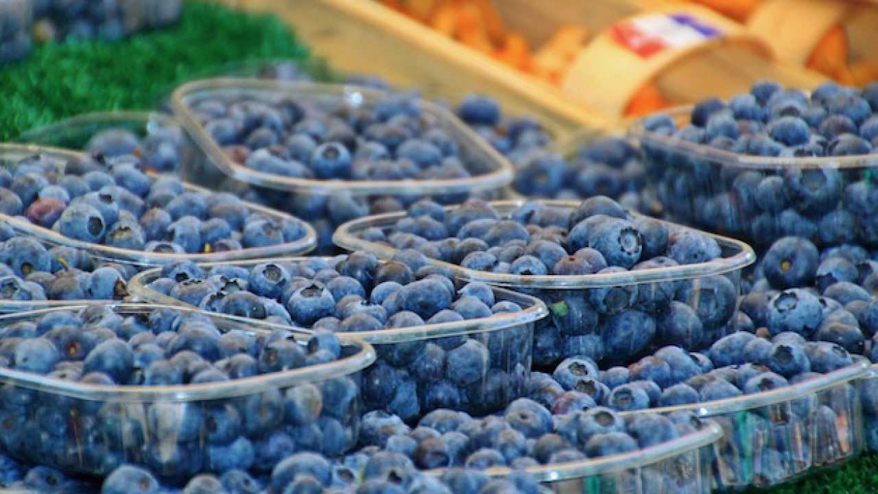 Come Coltivare I Mirtilli | Casa Loving