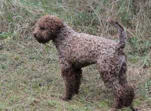 Lagotto Romagnolo: carattere e prezzo