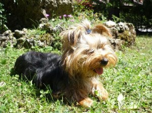 Yorkshire Terrier: carattere, prezzo e origini