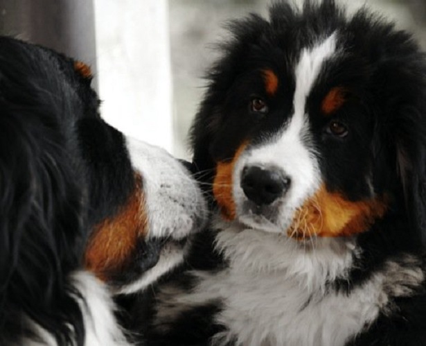 Cani da compagnia - Idee Green