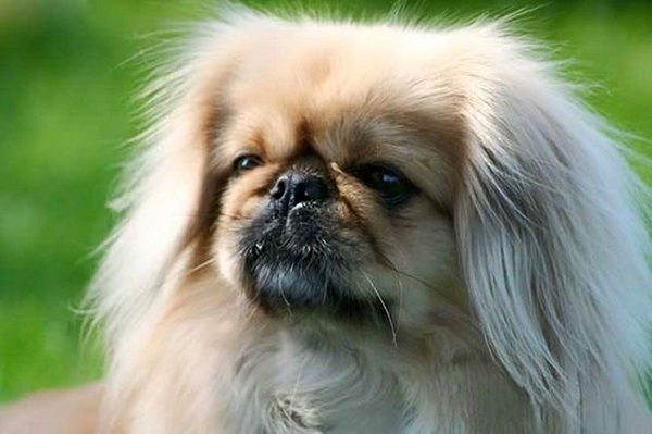 Cani da compagnia - Idee Green
