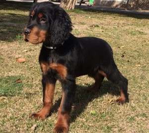 Setter Gordon: origini, carattere e prezzo