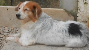 Vermi nel cane: sintomi e cure