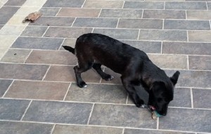 Vermi nel cane: sintomi e cure