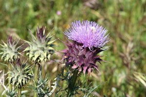 Cardo Mariano: proprietà e benefici