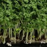 Crescione: pianta e proprietà - Idee Green