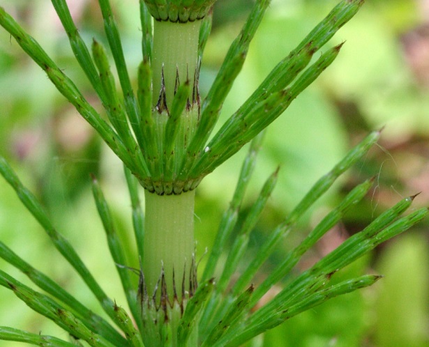 Equiseto: proprietà e benefici - Idee Green