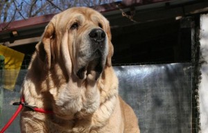 Mastino Spagnolo: carattere e prezzo