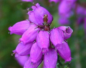 Erica: pianta e sue proprietà