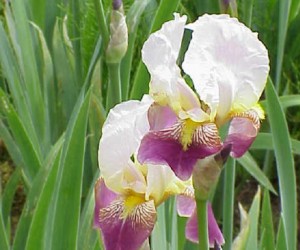 Giaggiolo: fiore, coltivazione e proprietà - Idee Green