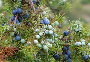 Ginepro: pianta e sue proprietà