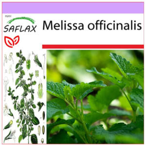 Melissa: pianta e sue proprietà - Idee Green