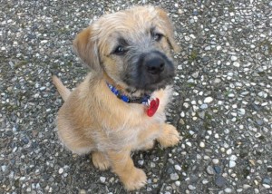 Smoushond olandese: carattere e prezzo