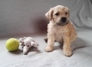 Smoushond olandese: carattere e prezzo