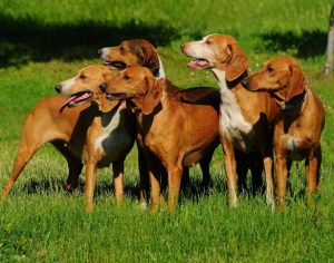 Segugio dell'Appennino: carattere e allevamenti - Idee Green